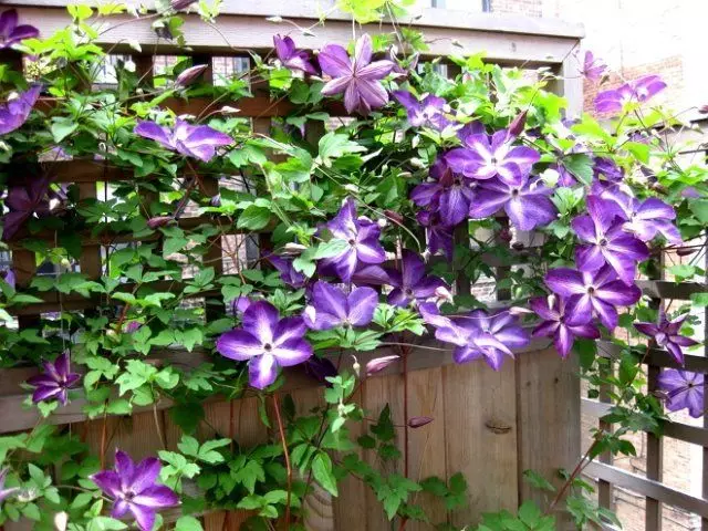 Clematis.