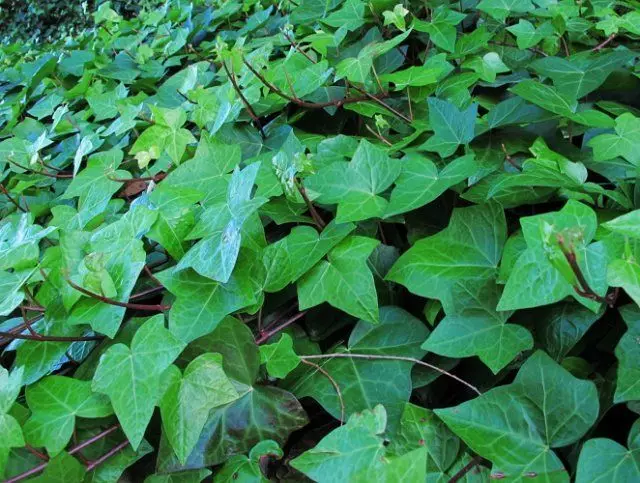 Մշտադալար IVY