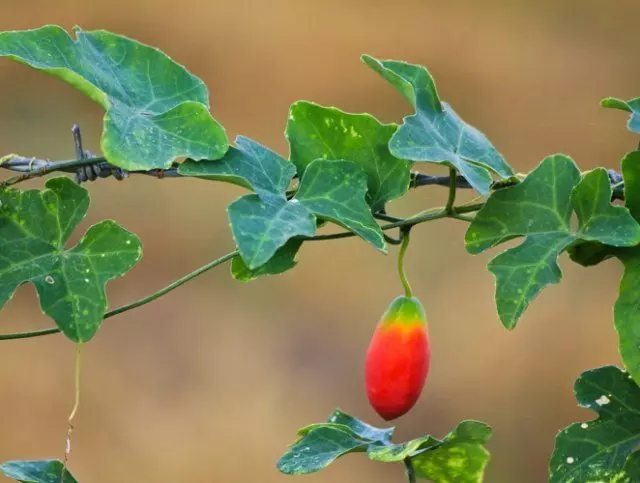 Մշտադալար IVY