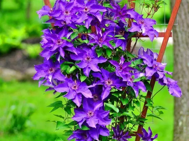 Clematis.