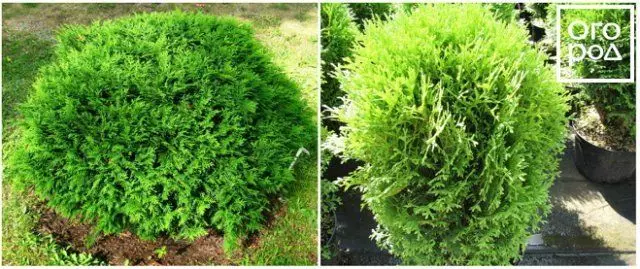 Thuja Western slönguna.