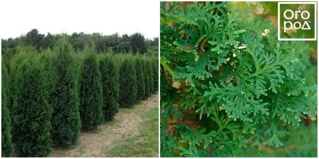 Thuja than funigatiat