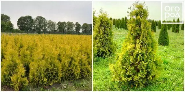 Thuja West Helli таспасы