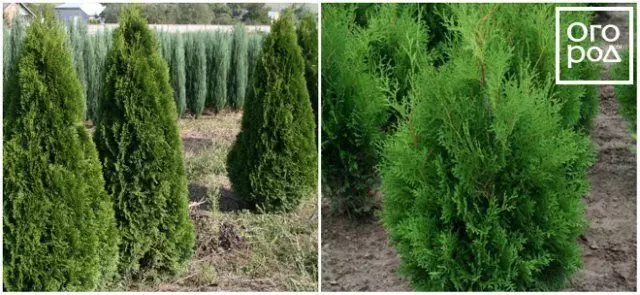 Thuja غەرب شاۋقۇنى