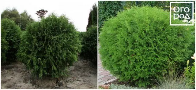 Thuja ลูกโลกตะวันตก