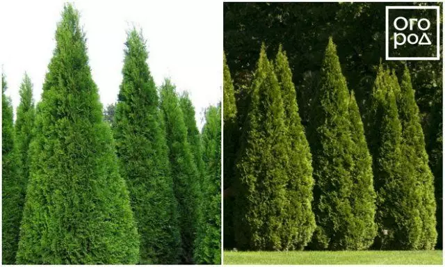 Thuja Батыс Смарагд.