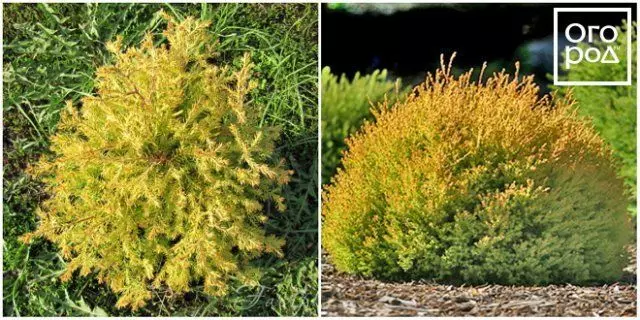 Thuja Western Ringold