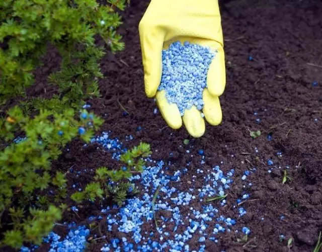 Che nutrire la primavera di conifere, l'estate e l'autunno