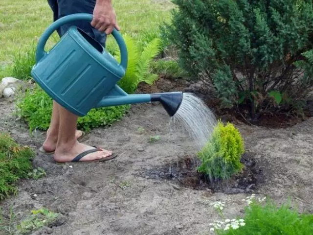 浇水针叶植物