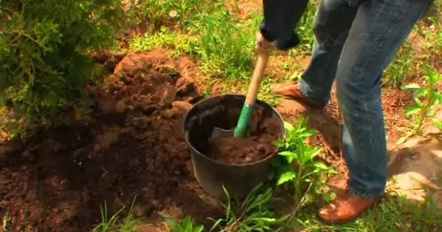 Dělat hnojiva v kolejovém kole jehličnatých rostlin