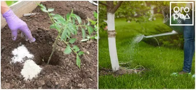 Използването на магнезиев сулфат в градината и градината
