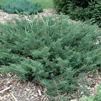 Juniper verde covor.