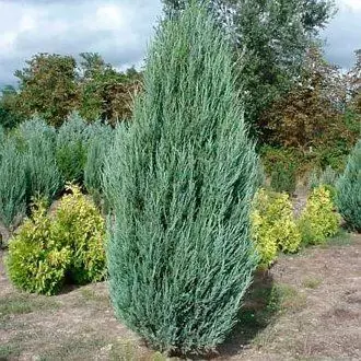 Juniper Djevica Skyroke