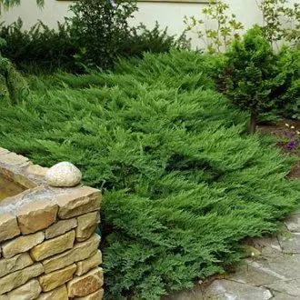 Juniper Cossack Tamariscifolia.