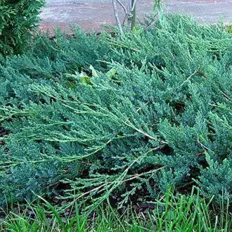 Juniper Cossack Glaucca