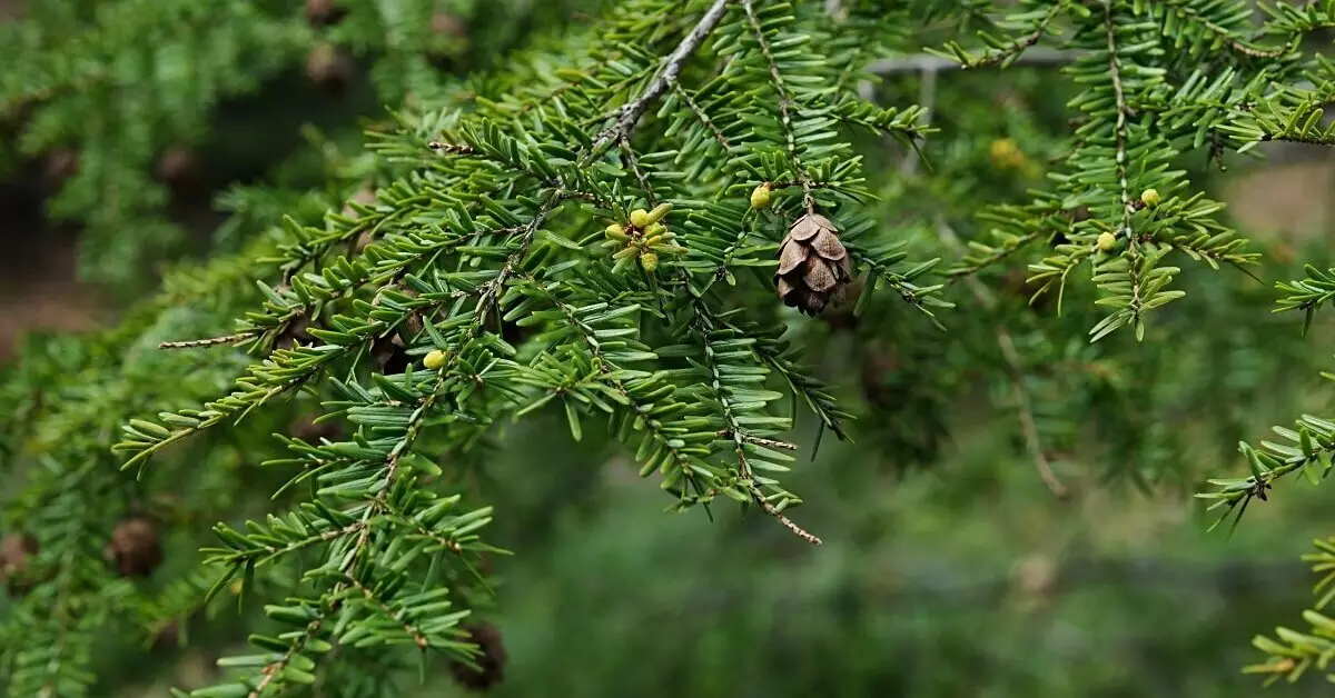 Tsuga Canada: Kufotokozera, Kufika