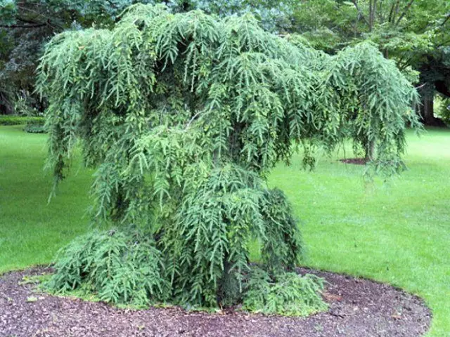 Tsuga Kanadyen Pendula