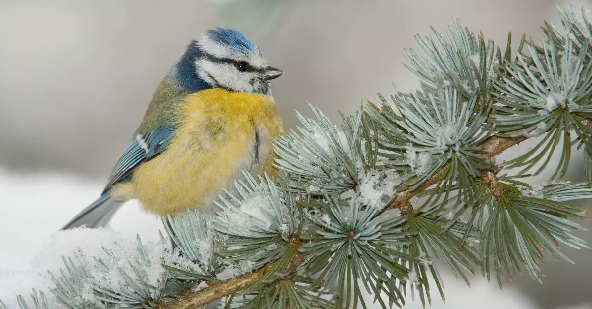 10 piante di conifere attraenti che non sono sicuramente congelate in inverno