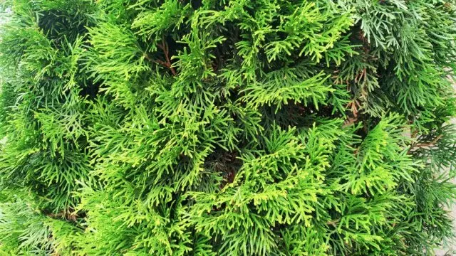 Thuja катлаулы тасвирлау