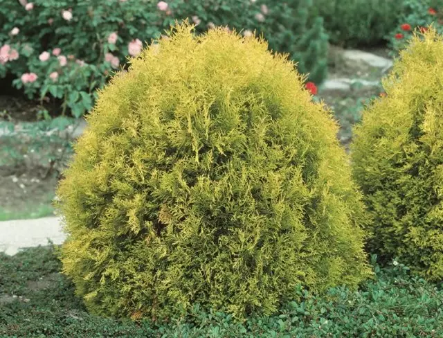 Thuja Ringольд фотосы