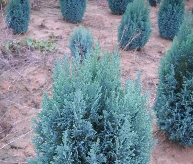 Cypress Lavson مراقبت Elevudi