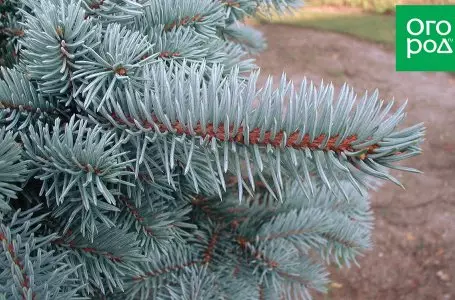 10 atrakcyjnych roślin iglastych, które zdecydowanie nie zamarzły w zimie 1296_3