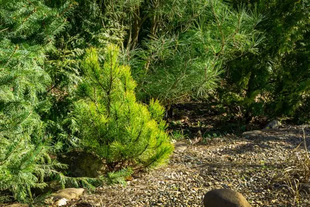 Нарат Йәфир (PINUS MUGO OPHR)