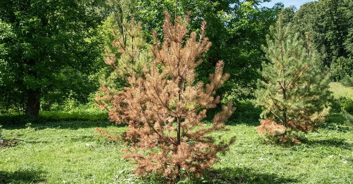 5 pinaka-madalas na problema sa conifers at ang kanilang solusyon.