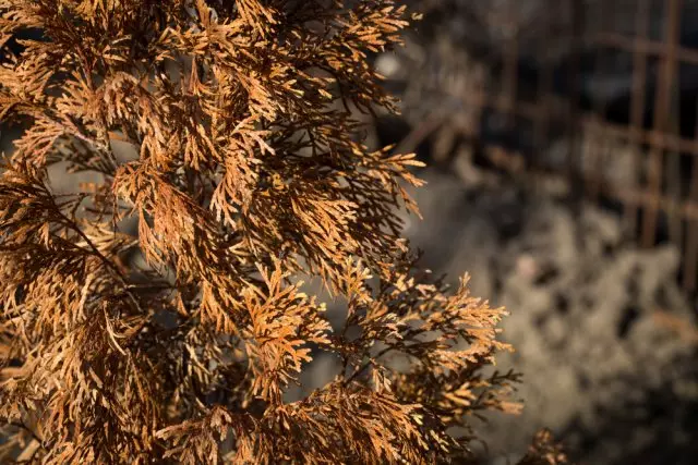 Rust on conifer