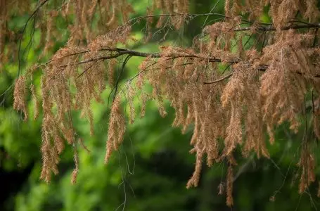 5 Ang labing kanunay nga mga problema sa mga conifer ug ilang solusyon 1300_9