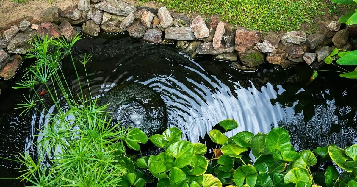 11 sulundon nga mga tanum alang sa pangdekorasyon nga reservoir