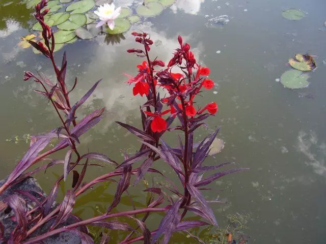 I-Purple Lobelia