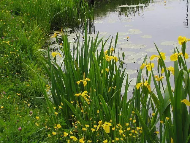 Iris falnomerier