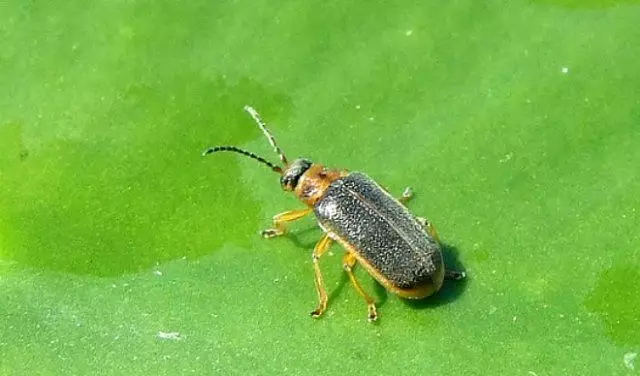 ಕೊಜ್ವಿಕಾ ಕುವ್ನಾಂಕೋವಾಯಾ