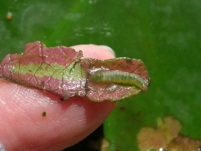 Caterpillar Flame Bolotnaya