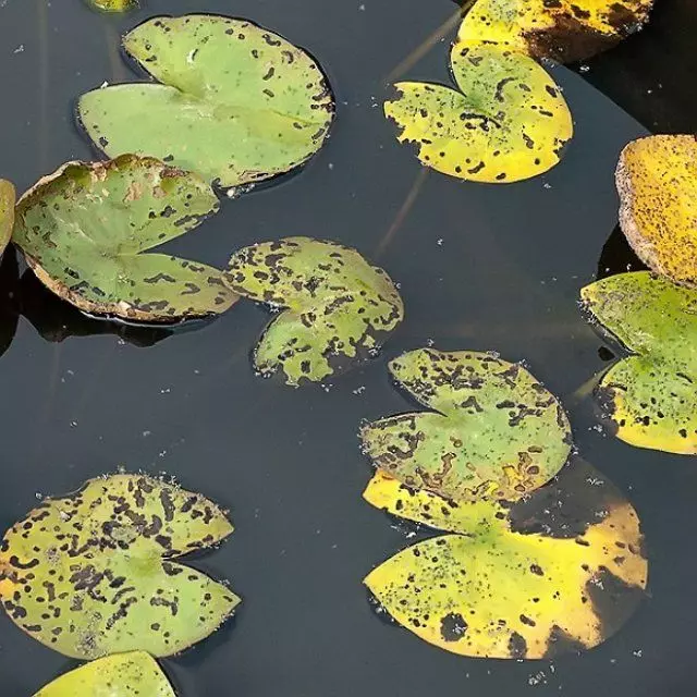 ಪಿಟಾ ಎಲೆಗಳ ಕಾಯಿಲೆ