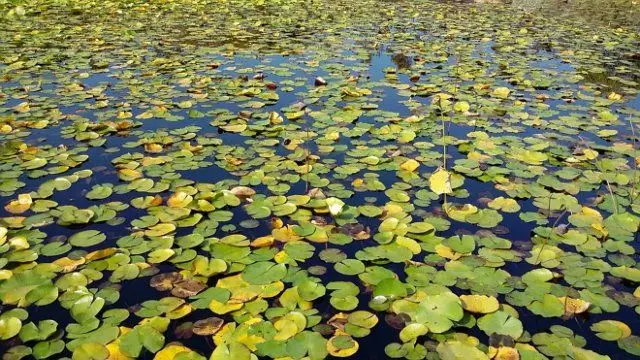 पानी की पीली पत्तियां लिली