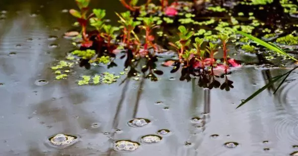 কৃত্রিম জলাধার জন্য অক্সিজেন গাছপালা