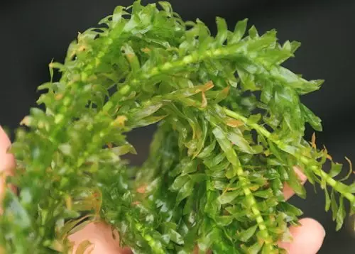 Elodea