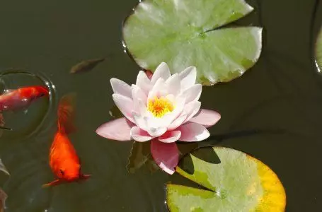 7 posibles razóns polas que a nitifia non florece na lagoa 1308_5
