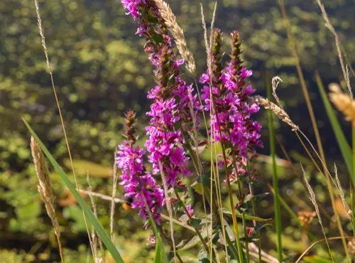 Loosestrife.