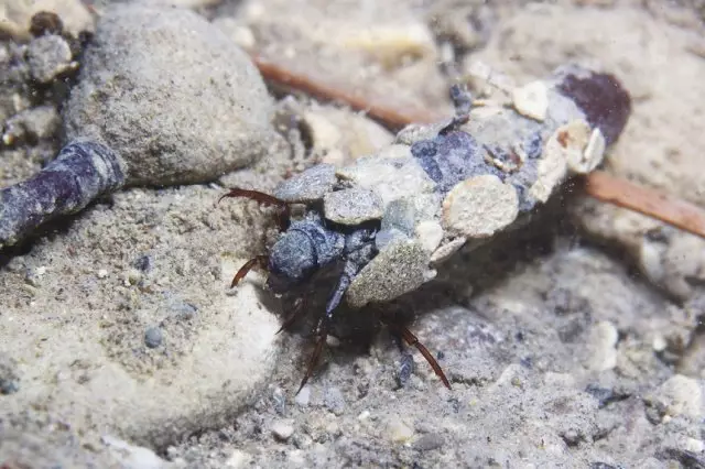 Caddisflie Larvae di binê avê de di xaniyê çêkirî de. Trichoptera. (Caddisfly). Wênesaziya Underwater. Habeta çemê.