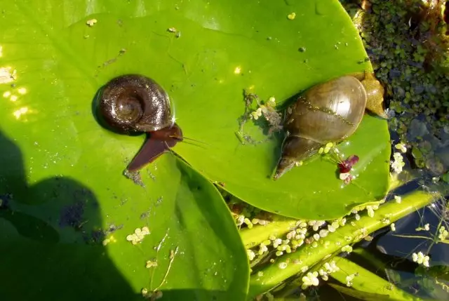 Wetter snails