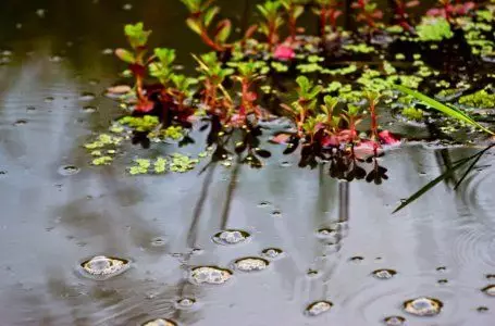 Sykten en pests fan akwatyske planten - hoe te erkennen en te fersjen en te ferslaan 1310_25