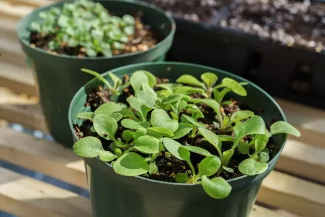 Petunia shoots ადრე კრეფა