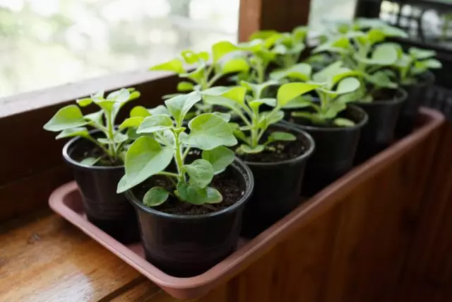 Eginblanhigion petunia