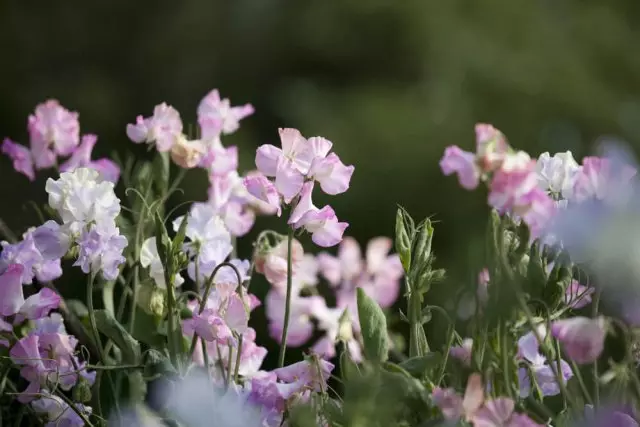 Fascinous ან სურნელოვანი Polka Dot