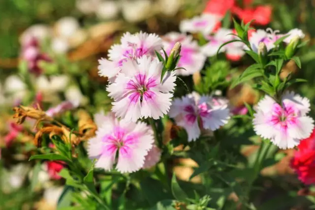 ჩინური carnation