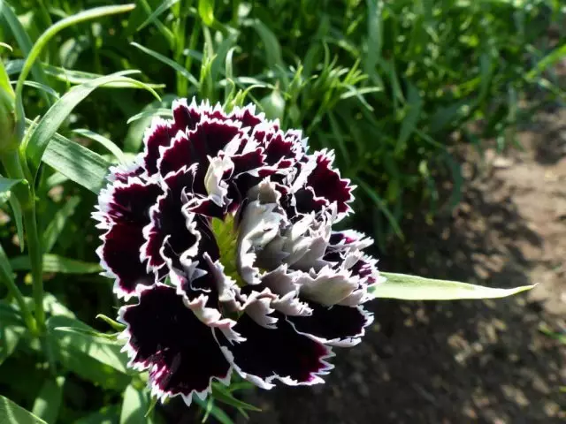 Carnation Geddeviga.