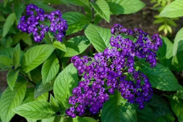 Heliotrope ხე ფორმის